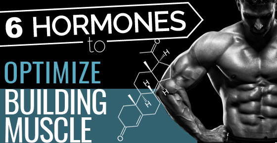 The 6 Hormones That Optimize Muscle Building - JMax Fitness